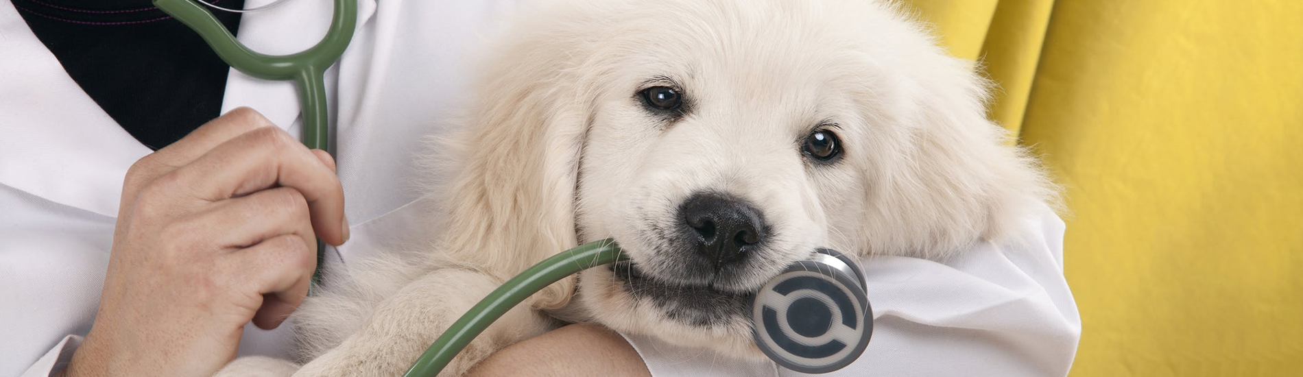 Spaying And Neutering Mount Laurel - Low Cost Pet Spay And Neuter Clinic